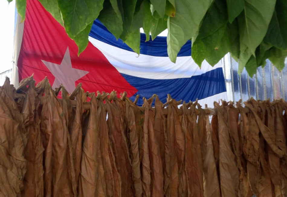 Desde Villa Clara también se cultiva el mejor tabaco del mundo ...